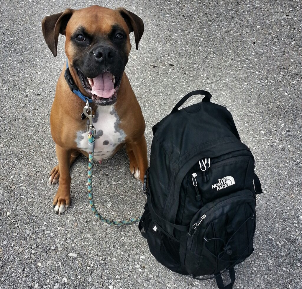 Oklahoma City Dog Boarding School | K9 University