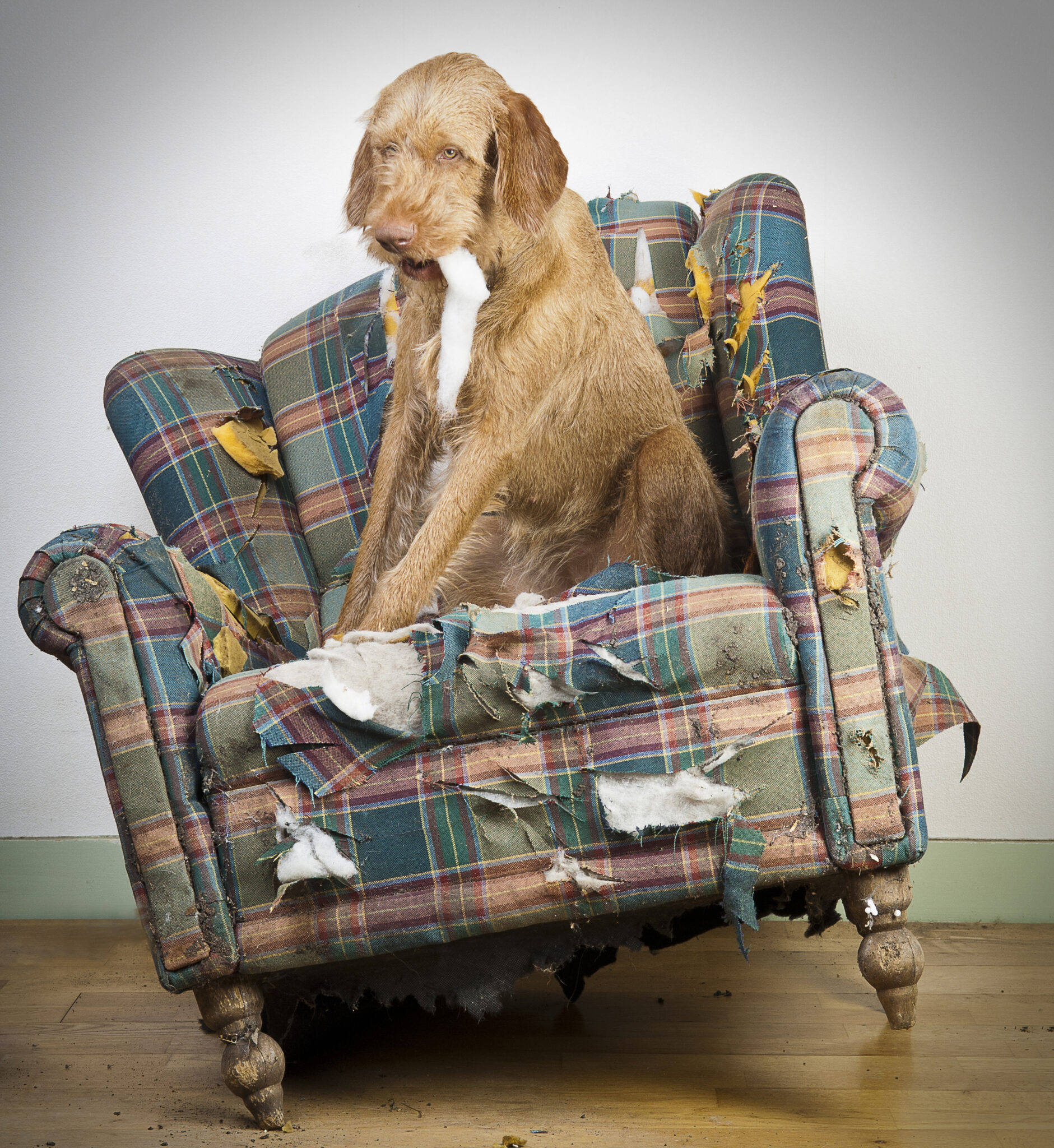 Oklahoma City Behavior Curbing | K9 University