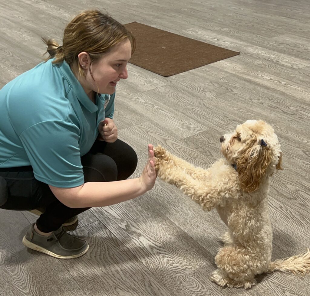 Oklahoma City Dog Boarding School | K9 University